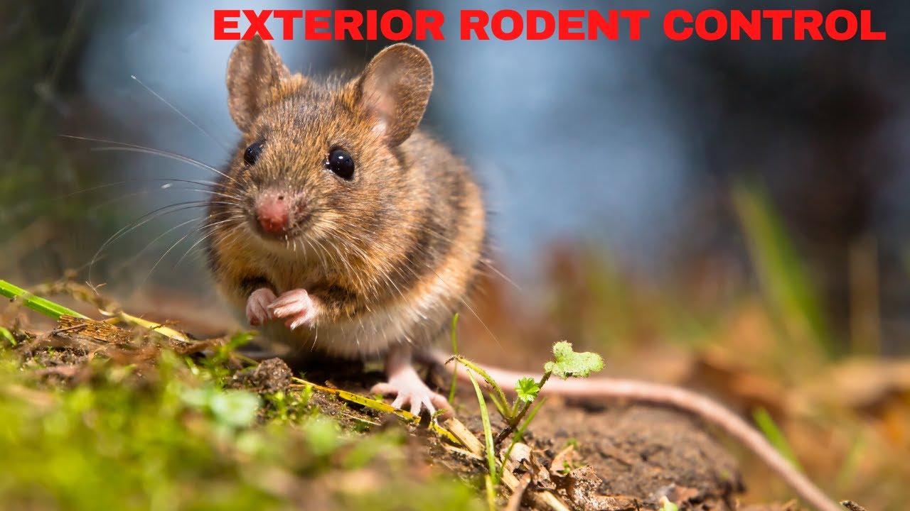 Exterior Rodent Control | BUGCO® Pest Control - Houston Dallas San ...