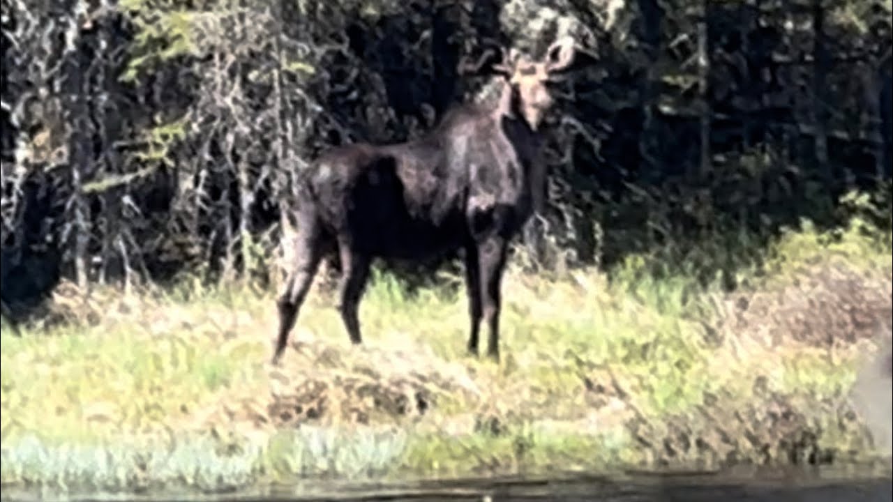Minnesota Bull Moose! - YouTube