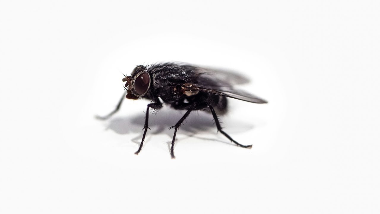 HOUSE FLY SOUND - 10 HOURS : Can You Survive 10 Hours of Fly Buzzing ...