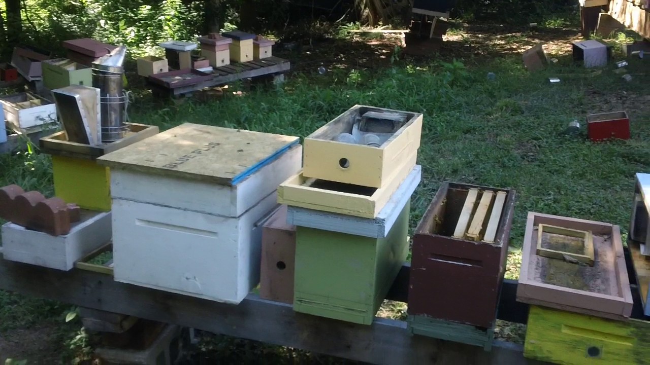 QUEEN=MATING YARD=MINI NUC'S - YouTube