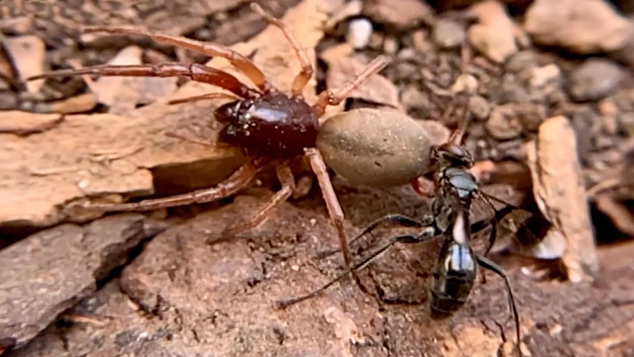 Wasp Drags Bull-Headed Sac Spider - YouTube