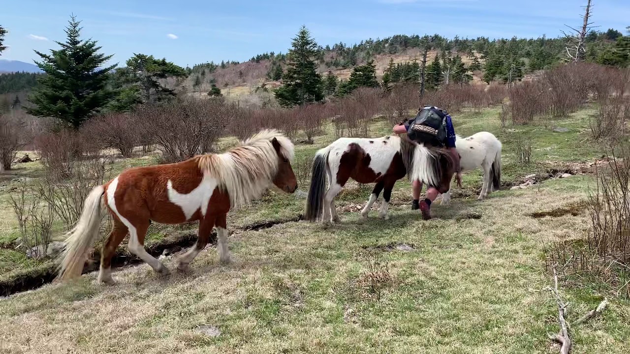 Grayson Highlands Ponies 03 - YouTube