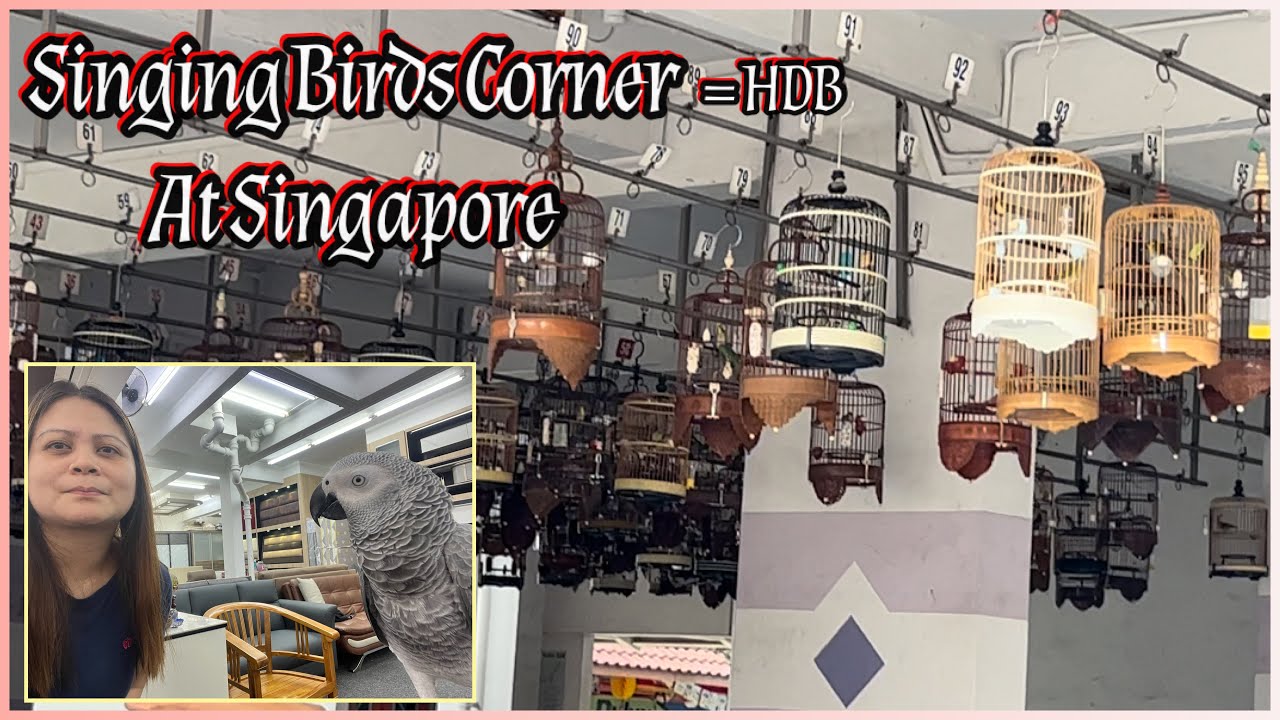 Singapore HDB’s Have Unique Sights of BIRD SINGING CORNER | BIRD ...