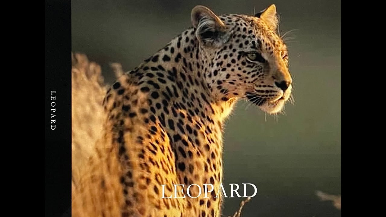 Leopard Photo Album - YouTube