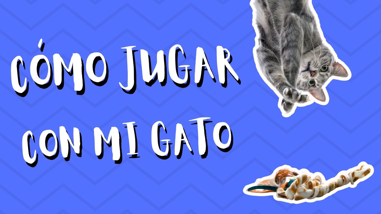 CÓMO JUGAR CON MI GATO? | Fases del juego, tips para estimularlo a ...