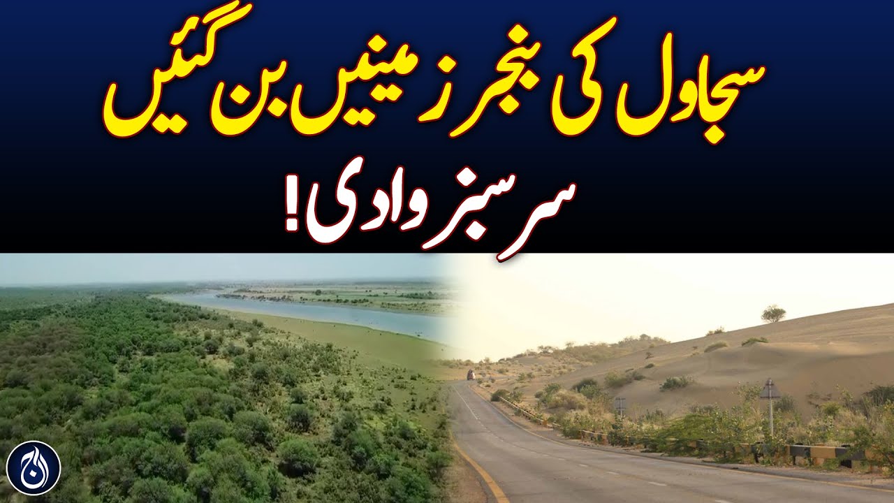 Tree Plantation | Sajawal’s Green Revolution Fights Climate Change ...