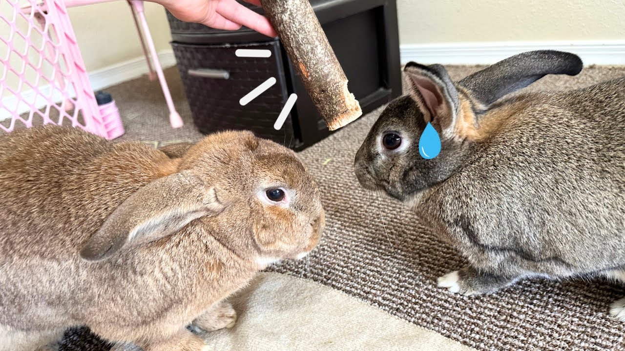 This May be the Most DANGEROUS Rabbit Toy! 😅🐰 - YouTube