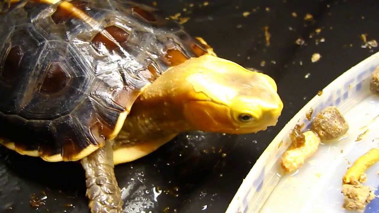 Chinese BOX Turtles - YouTube