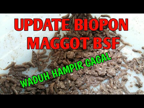PERKEMBANGAN BIOPON MAGGOT BSF HAMPIR GAGAL - YouTube