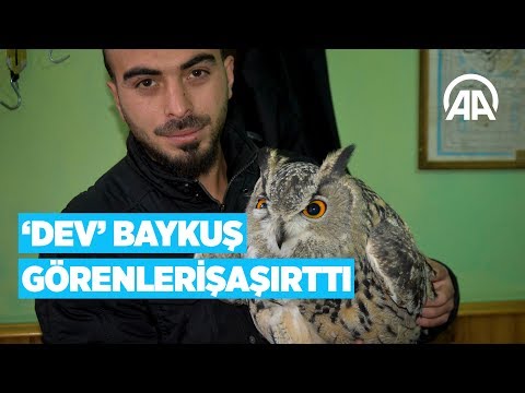 'Dev' baykuş görenleri şaşırttı
