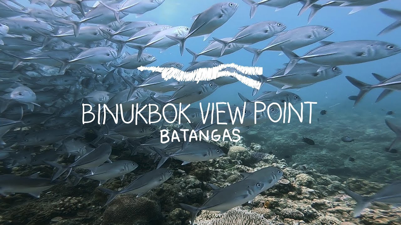 FREEDIVING AT BINUKBOK VIEW POINT, BATANGAS // SCHOOL OF FISH - YouTube