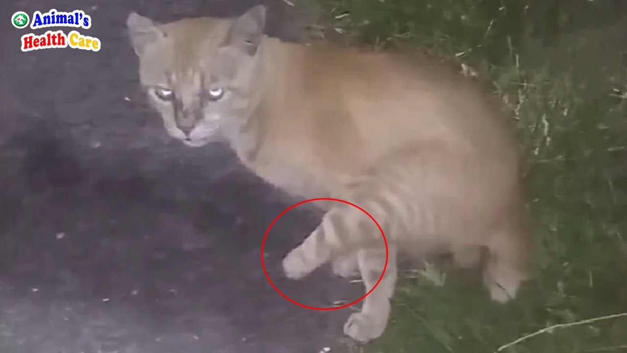 Chased away with Only 2 LEGS LEFT, Poor Cat tries to beg for help on ...