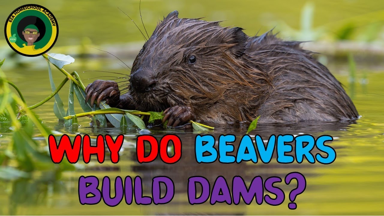 Big Ideas Series: Why do beavers build dams? | Questions and Answers ...