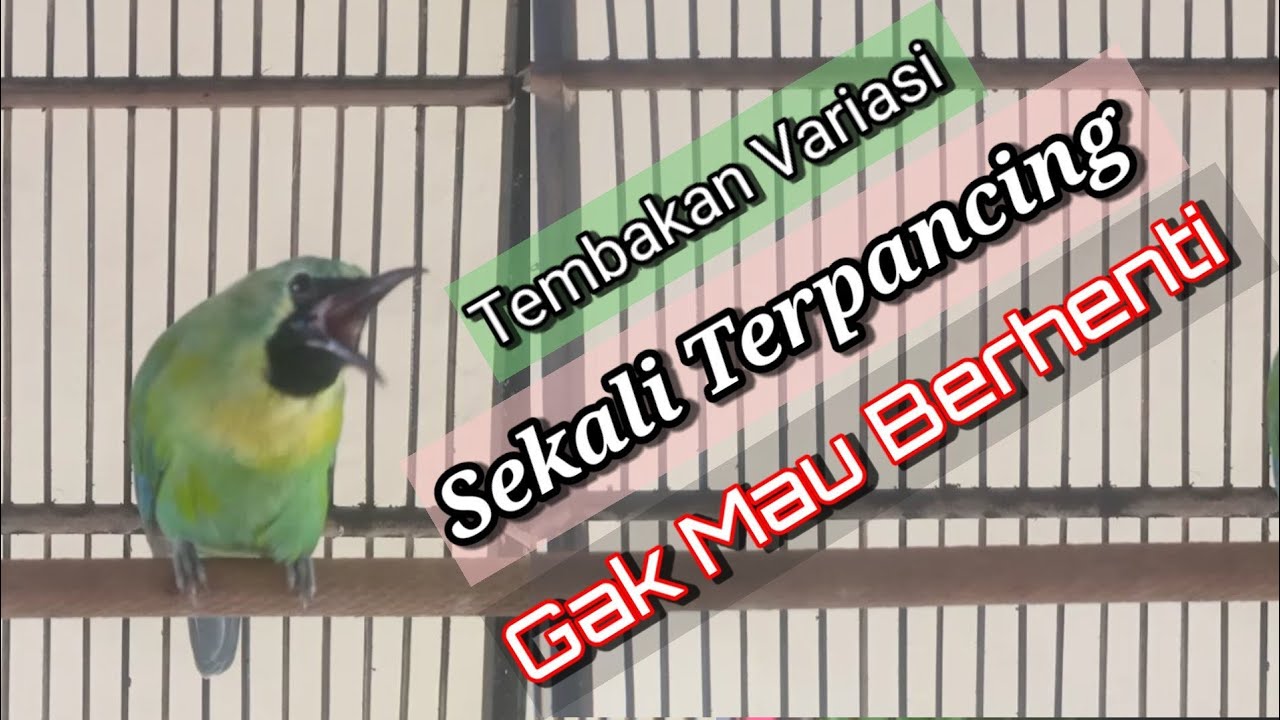 CAK RANTE GACOR || CUCAK RANTING GACOR - YouTube