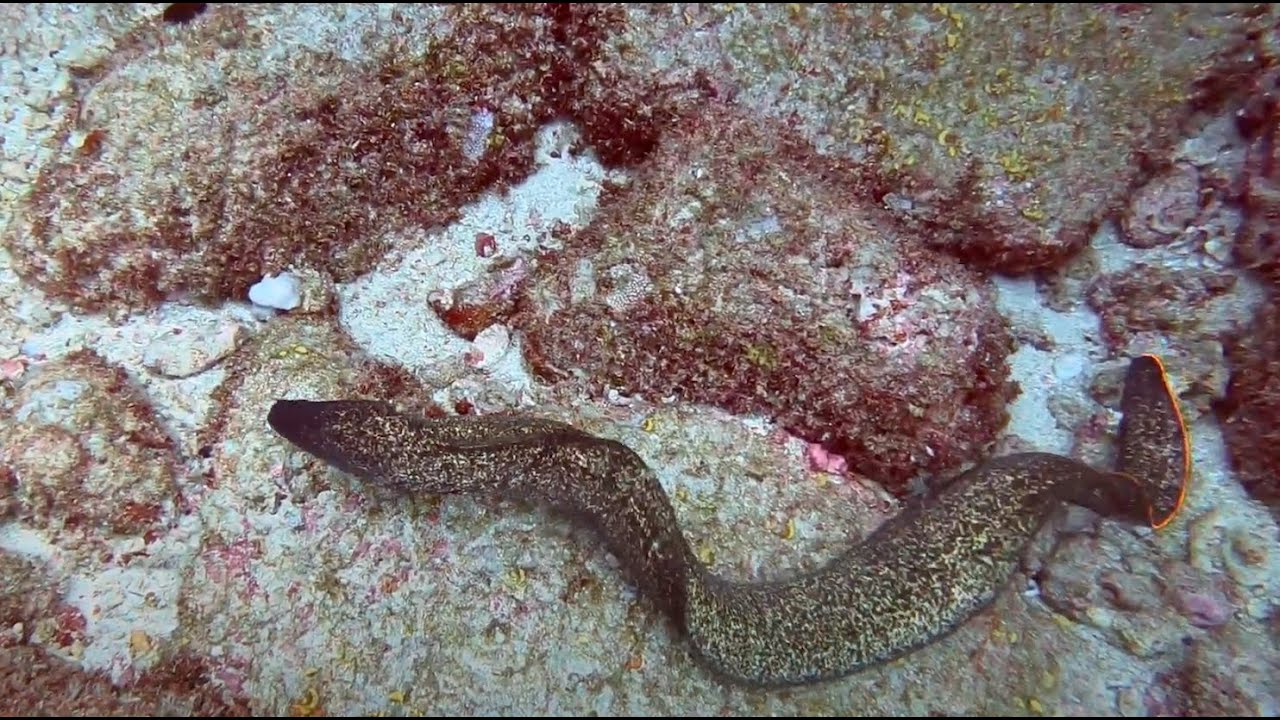 Moray Eel, Kauai [watch in 4k] - YouTube