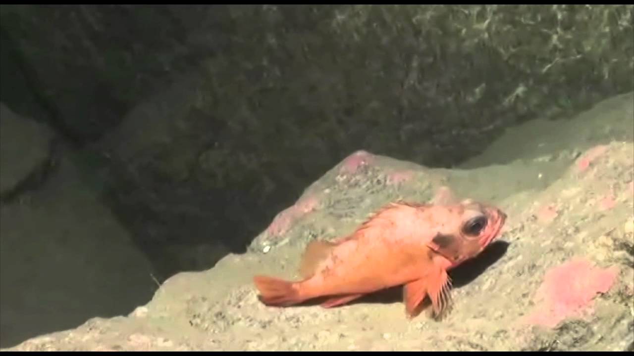 Rotbarsch unter Wasser - YouTube