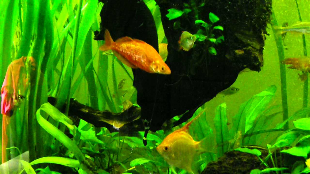 poisson chien/plume (Apteronotus albifron) [alta 76] aquarium 450 - YouTube