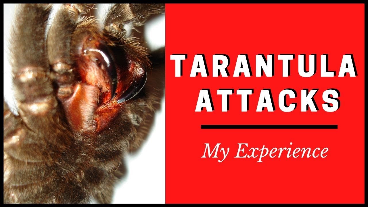 Tarantula Attacks: My Experience - YouTube