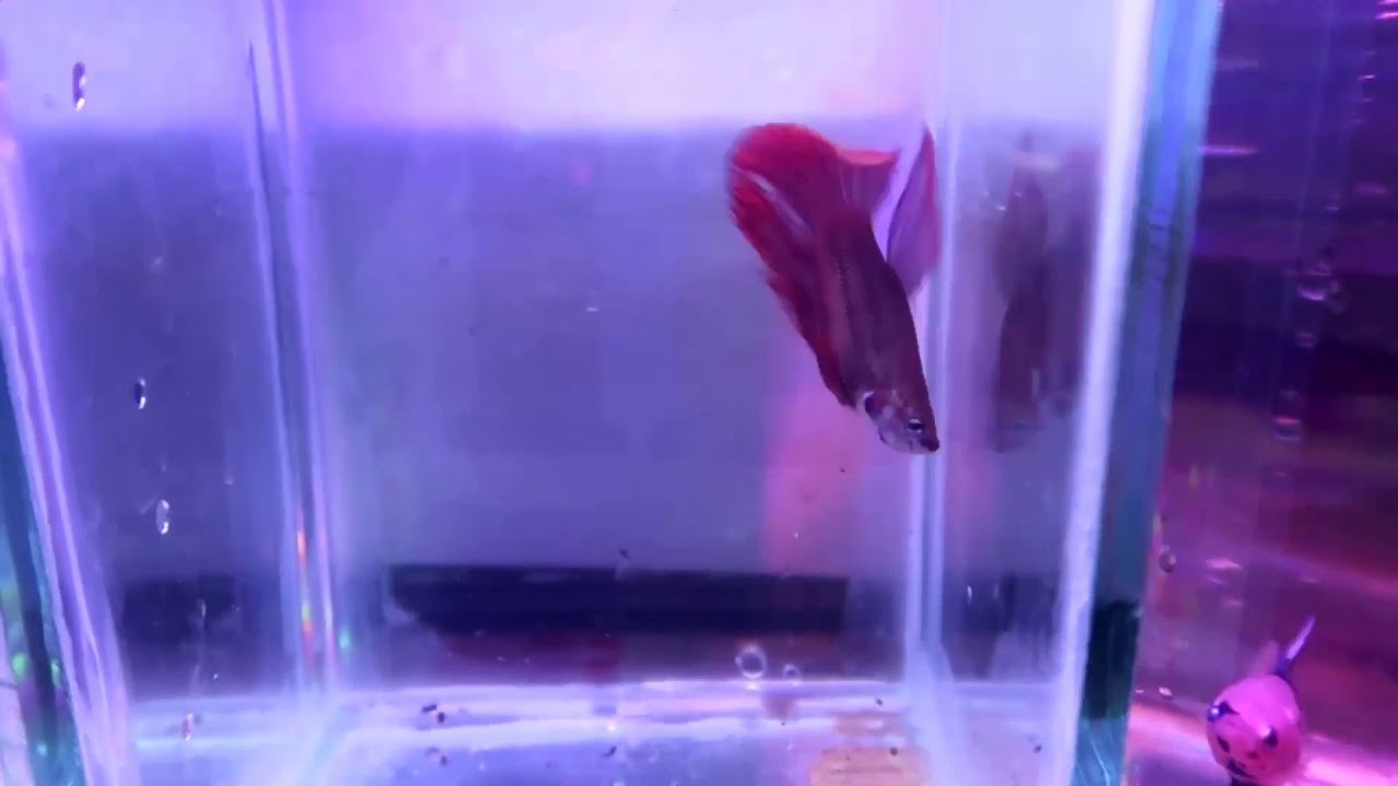 Wa 08388843541 Jantan ikan cupang / Beta fish / laga laga - YouTube