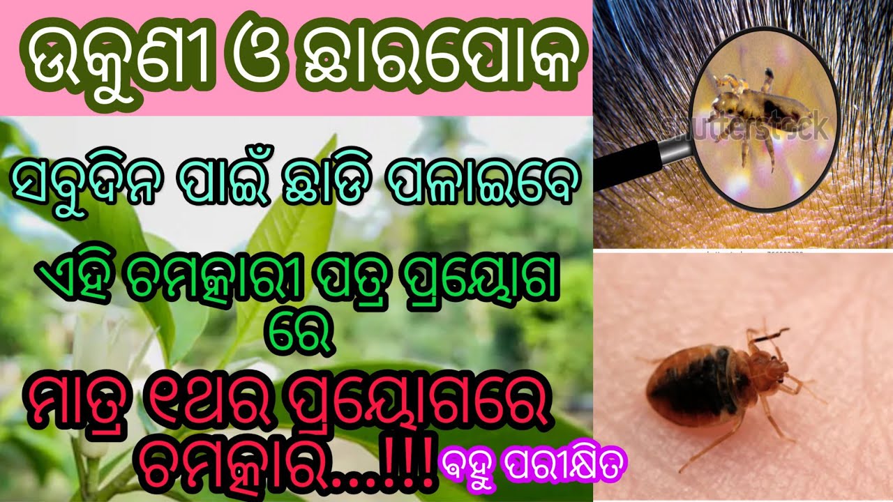 ଉକୁଣୀ ଓ ଛାରପୋକ ମାରନ୍ତୁ ବିନା ପଇସା ଖର୍ଚ୍ଚରେ |Head lice & Bed Bugs ...