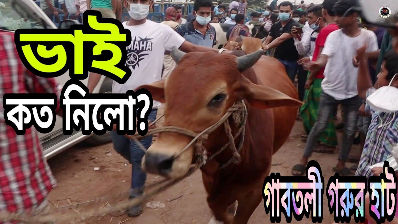 Bhai koto nilo? Gabtoli gorur haat 2020 | Biggest Cow market in ...