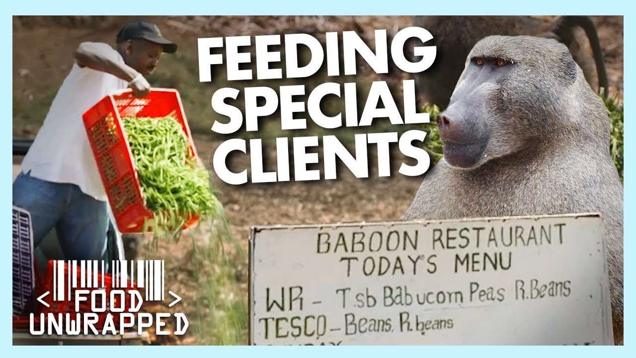 Why are Kenyans Feeding Baboons Piles of Beans? | Food Unwrapped - YouTube