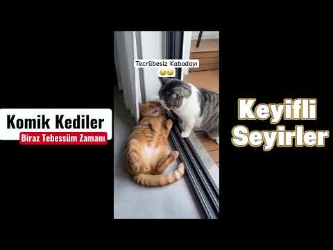 Bu Kediler Bizim Terabimiz🐱 (Biraz Tebessüm Zamanı)