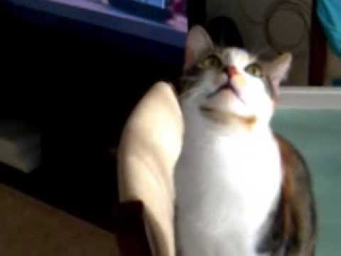 chat marrant qui ne sait pas miauler - YouTube