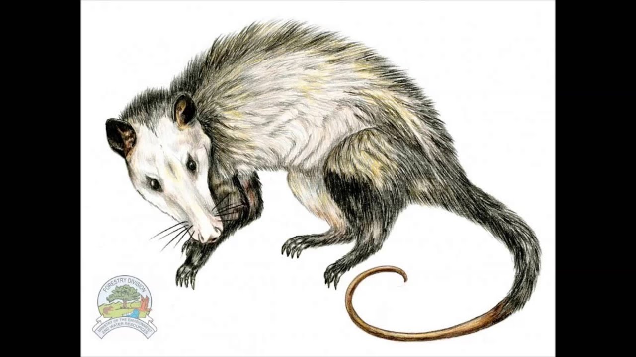 Manicou Song - Daddy Stone - YouTube