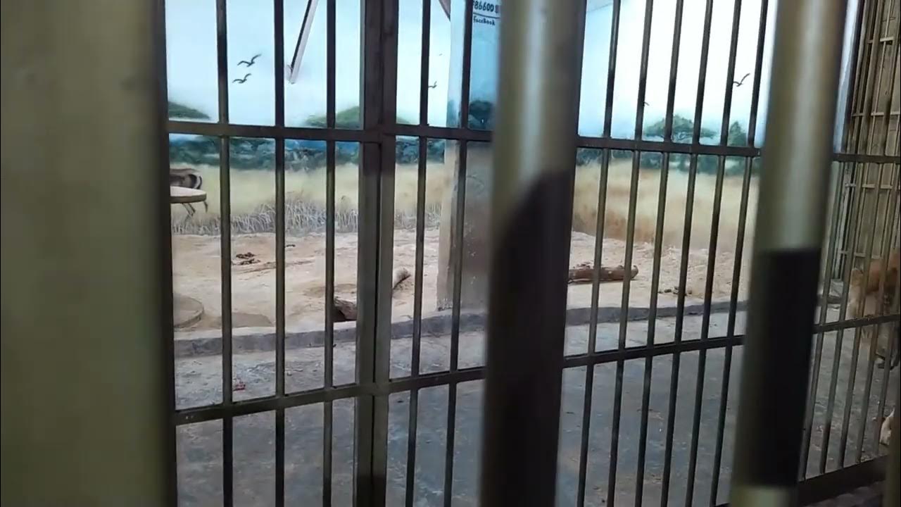 اسد شرس في حديقه الحيوان عمان - YouTube