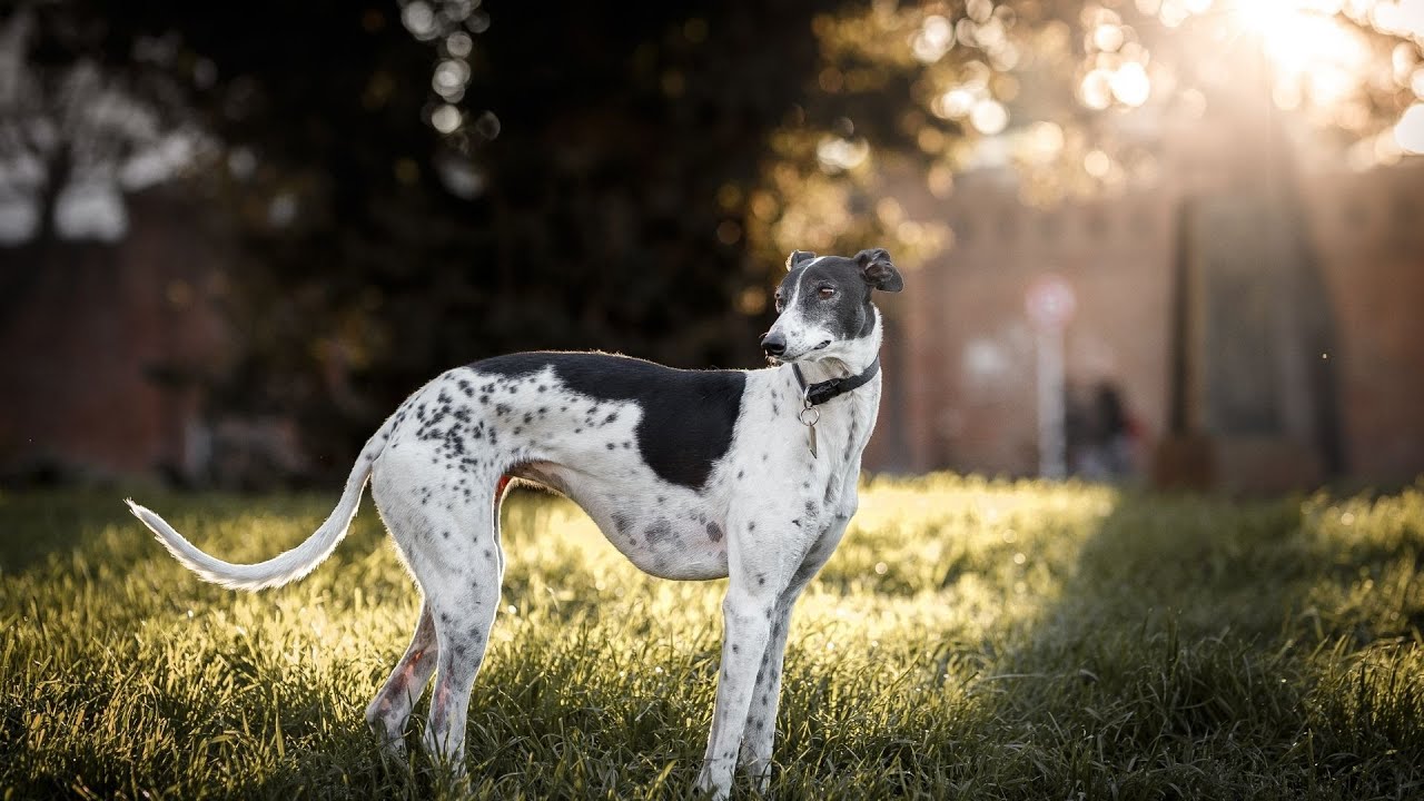 How to Play with Your Whippet: The Best Toys for an Athletic Dog - YouTube