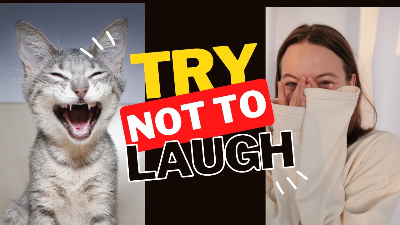 Ultimate Try Not to Laugh Challenge - Can You Keep a Straight Face ...