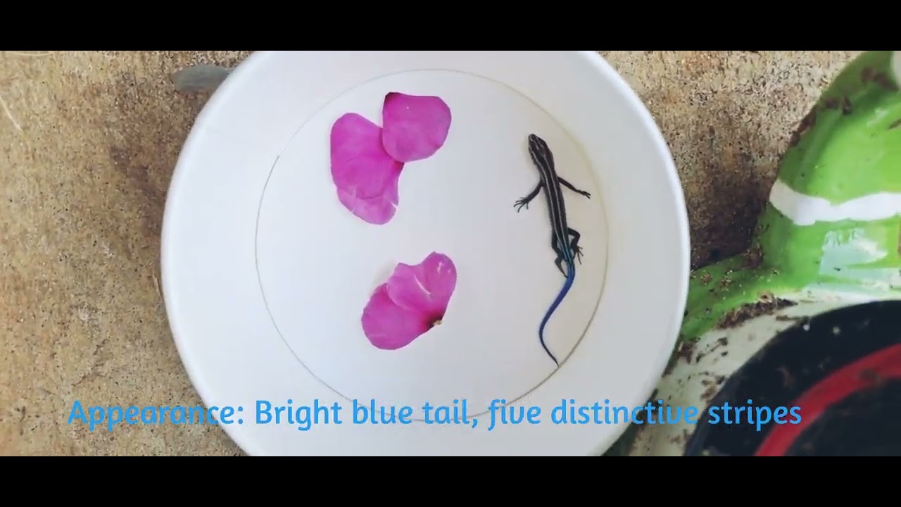 Beautiful Japanese Skink| Five-lined Skink newbie| Plestiodon japonicus ...