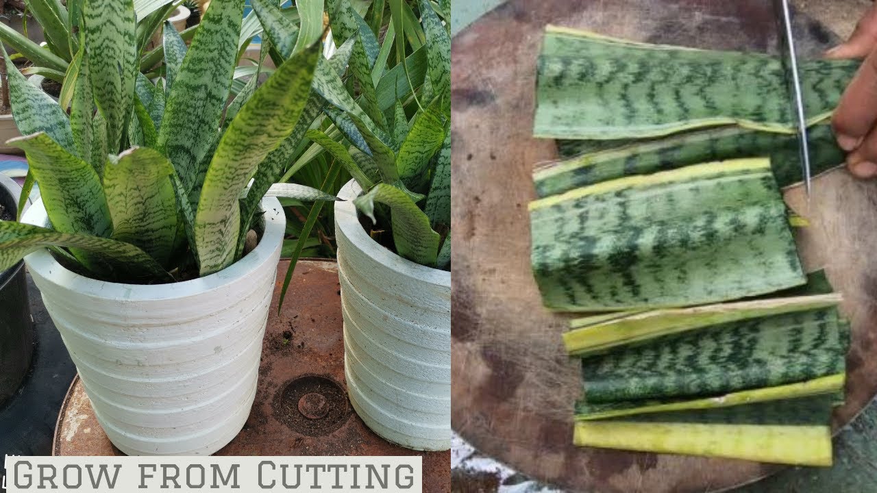 Snake Plant Propagation ( Viper's bowstring hemp) - YouTube