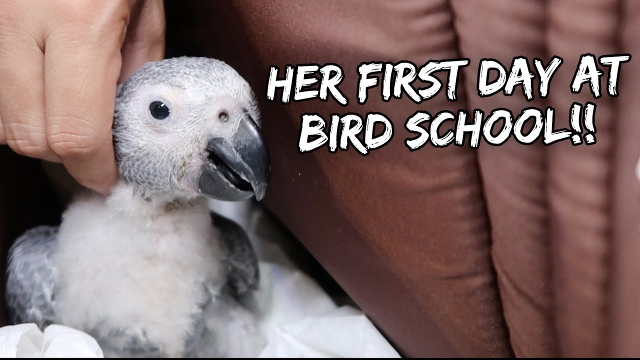 Bird School For My Baby Parrot | Vlog #224 - YouTube
