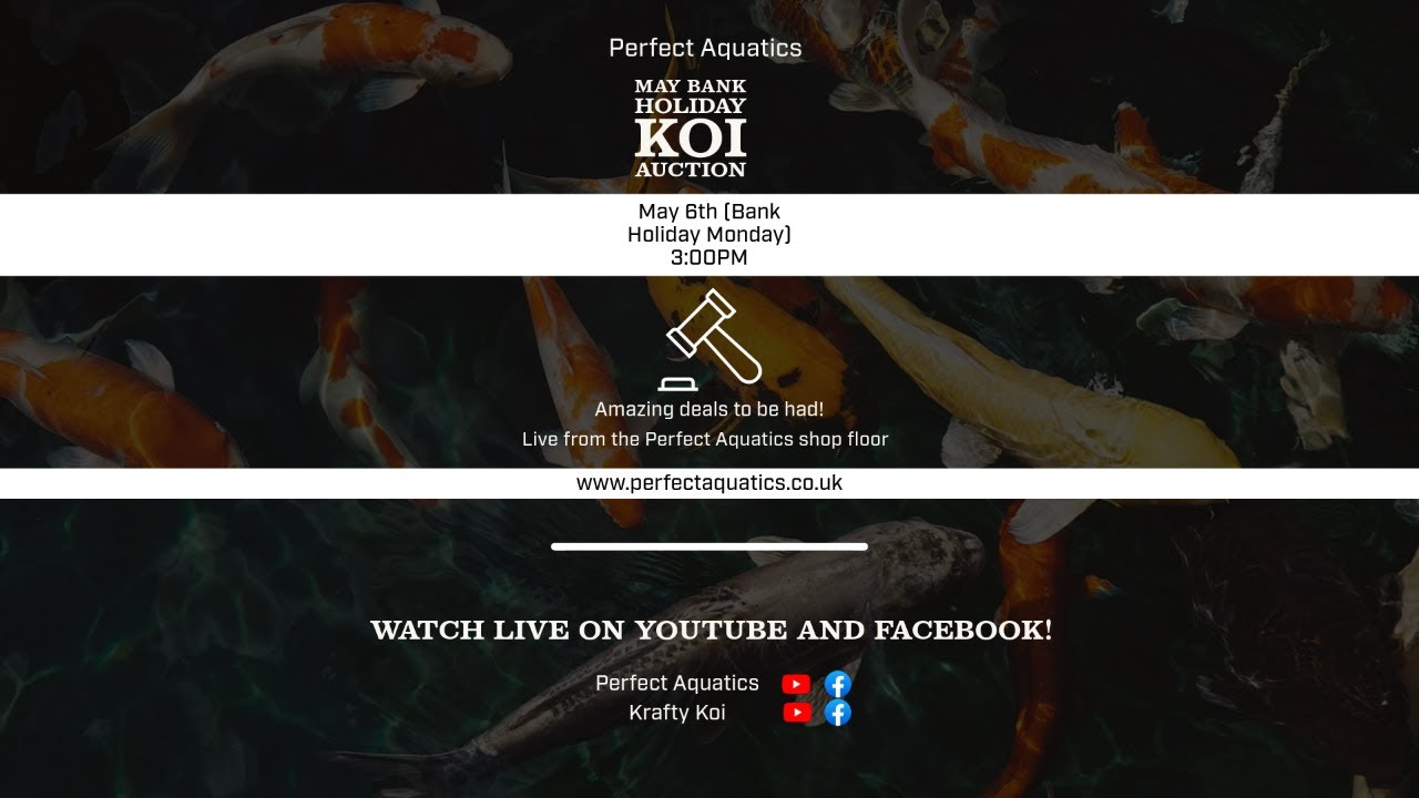 Bank Holiday Monday Koi Auction Special Event - YouTube