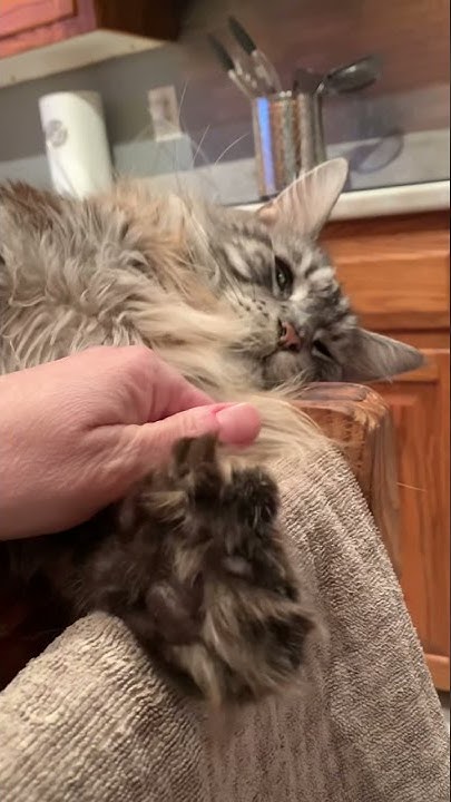 Majestic Silver Maine Coon Cat Cuddles Owners Arm Shorts Youtube