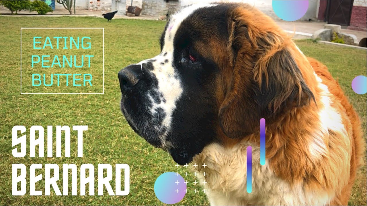 Saint bernard eating peanut 🥜 butter - YouTube