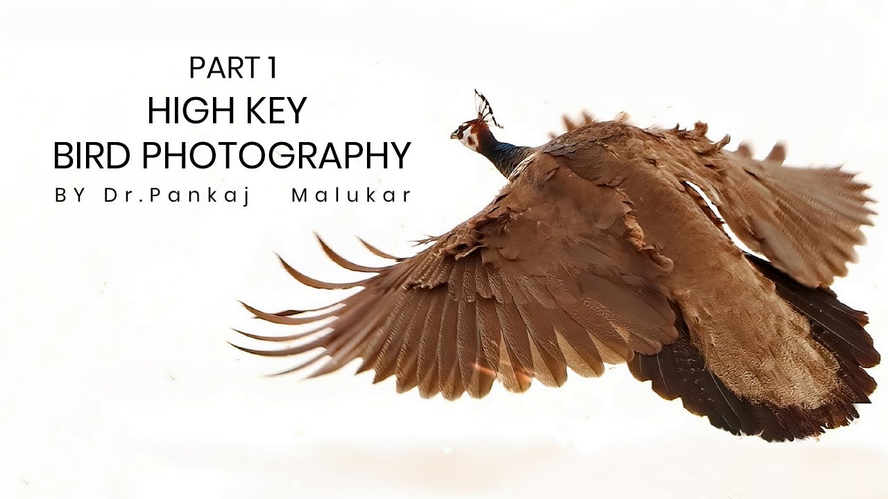 PART 1|High Key Bird Photography| High Key |Bird Photography |Wildlife ...