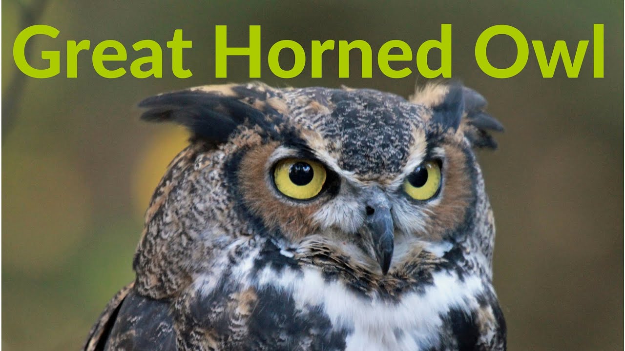 Great Horned Owl: Bird of Prey Also Known as the Tiger Owl - Famously ...