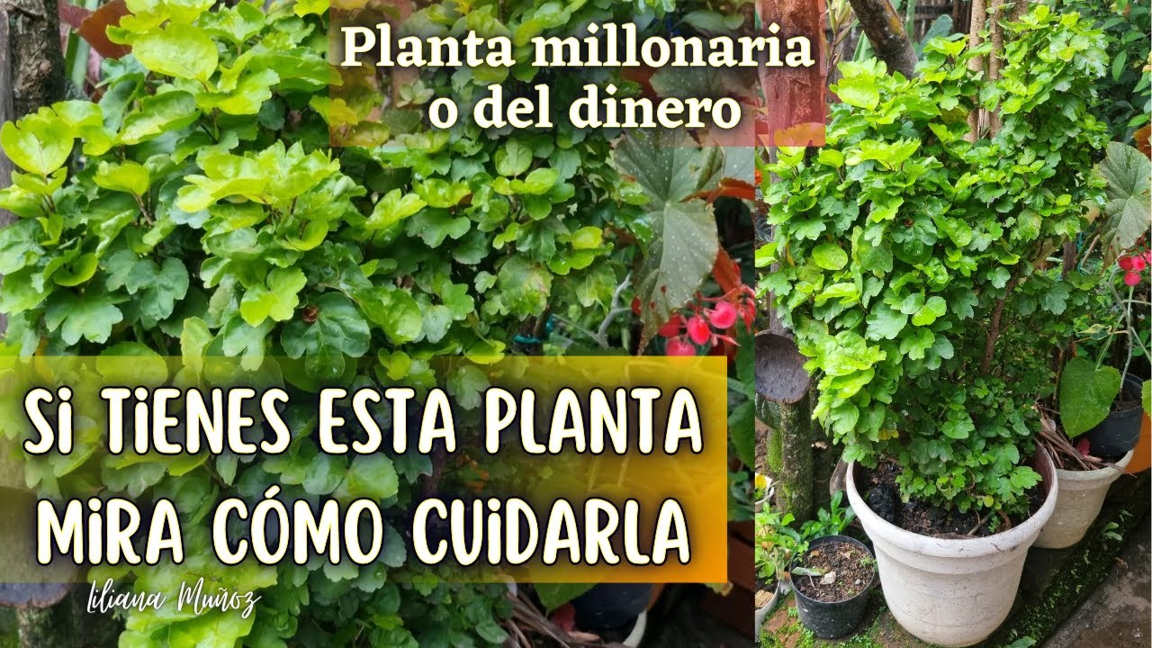 SI TIENES ESTA PLANTA, ASÍ DEBES DE CUIDARLA Planta millonaria o planta ...