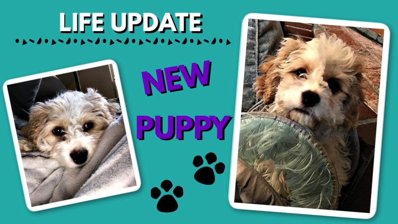 Life Update/New Puppy - YouTube