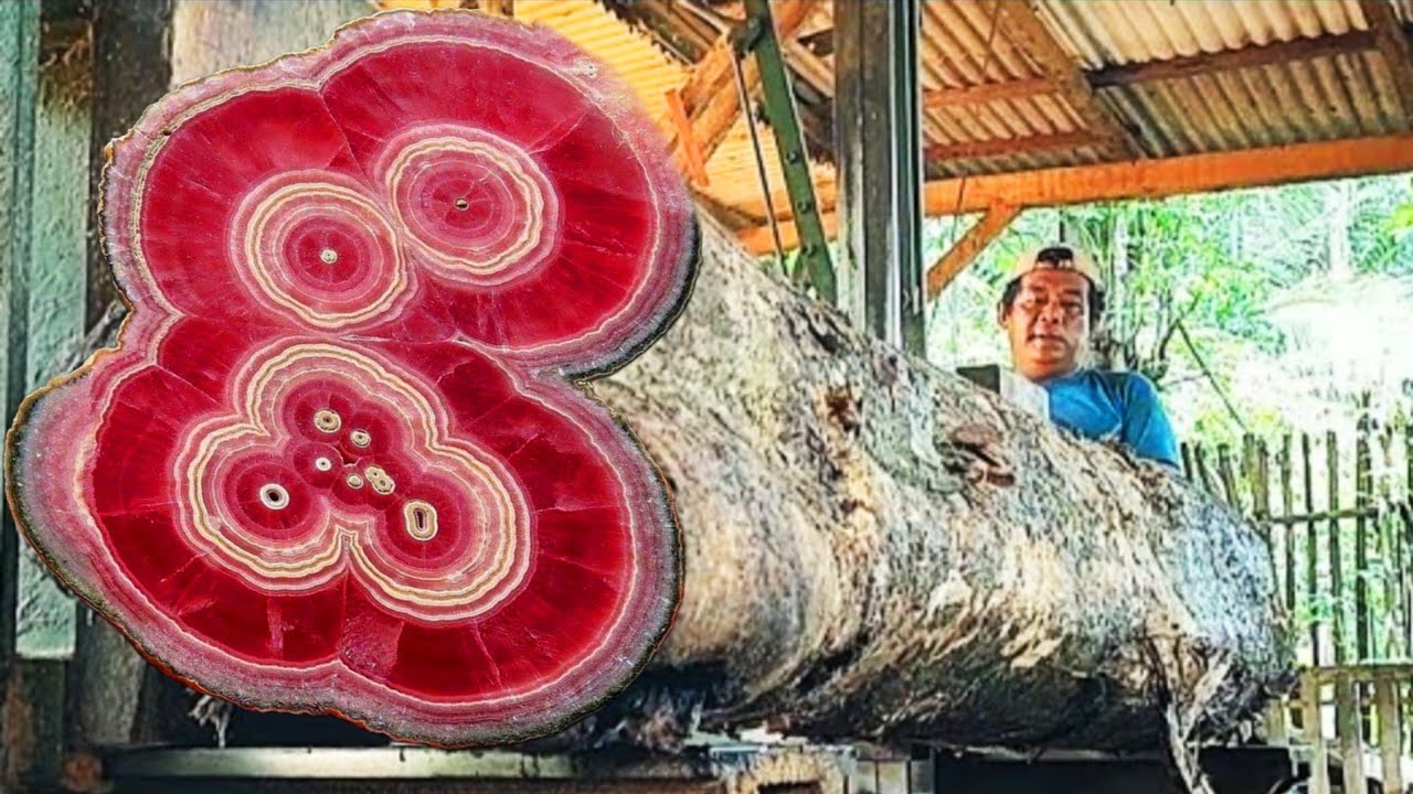 The beauty of this wood will soon be extinct by irresponsible parties ...