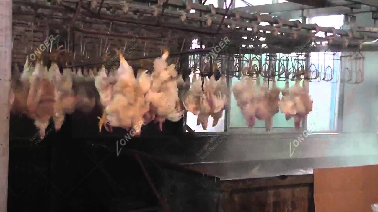 Chicken Plucking machine|Chicken scalding machine - YouTube