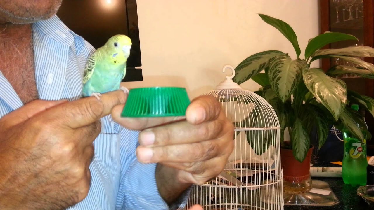 Coco bird new pet - YouTube