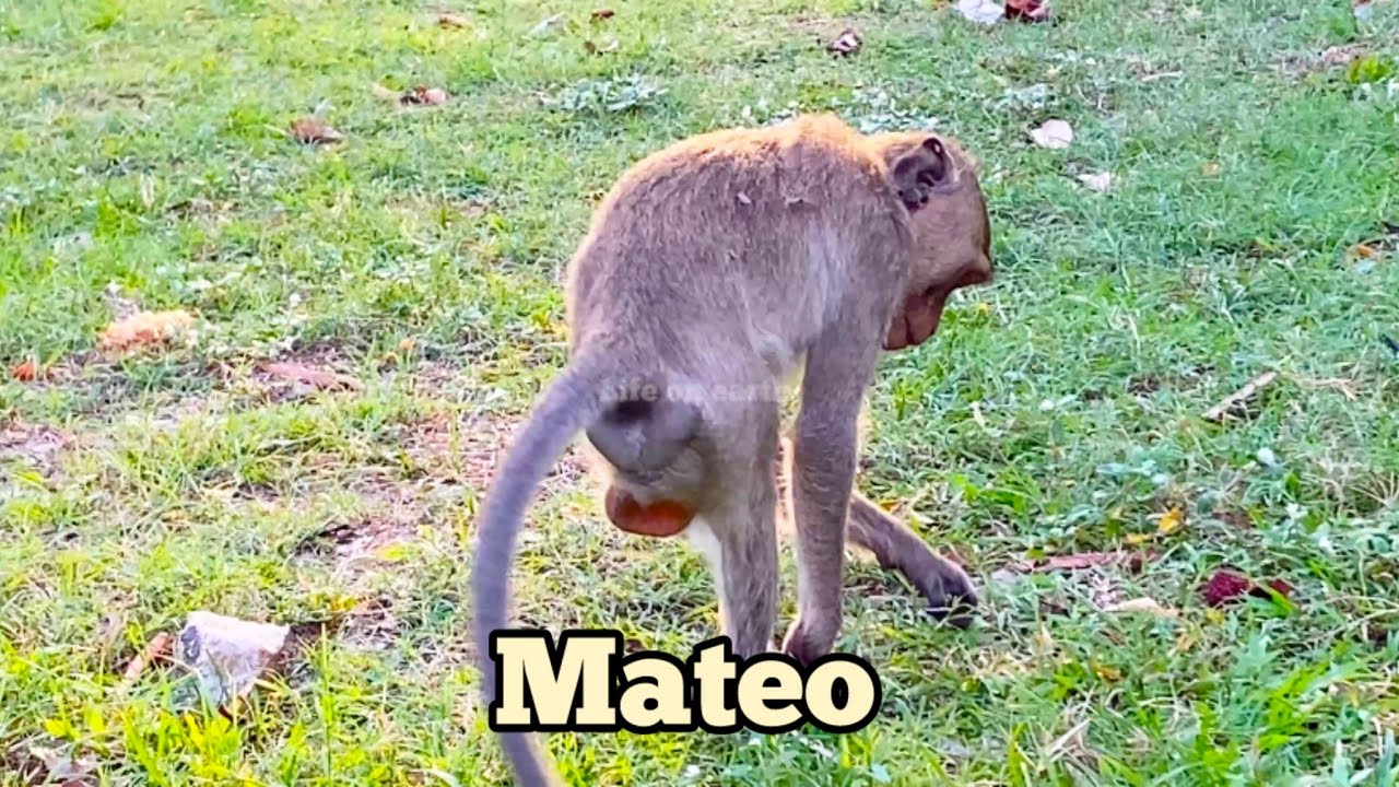 Will Mateo can make his own family?/ life monkeys of Amari troop. - YouTube