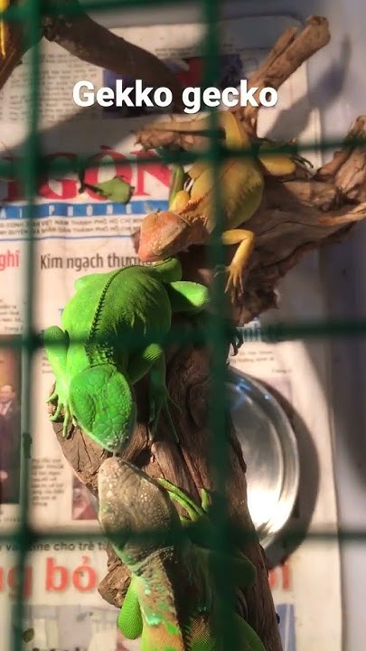 Nga Lung Linh#shorts#Gekko Gecko cute - YouTube