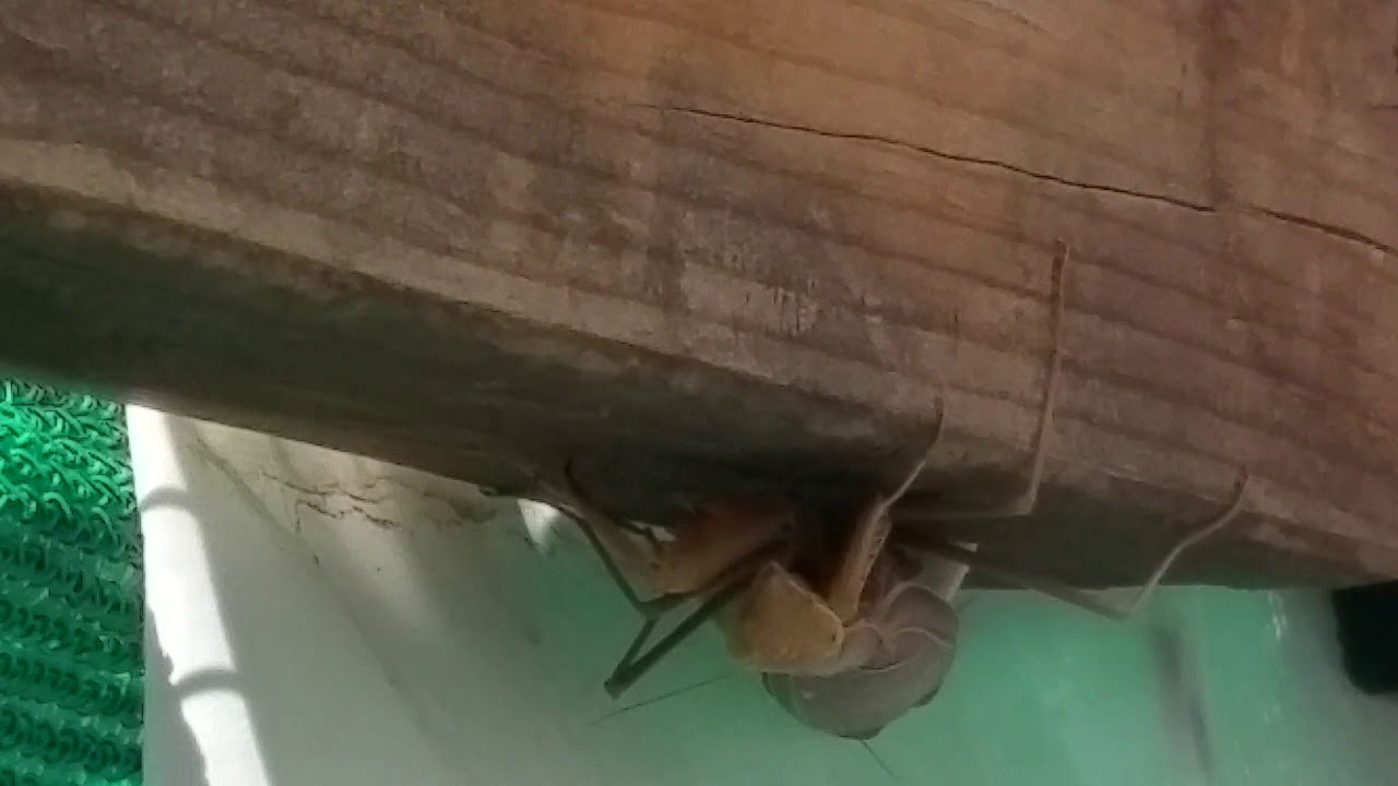 Mantis chrysalis - YouTube