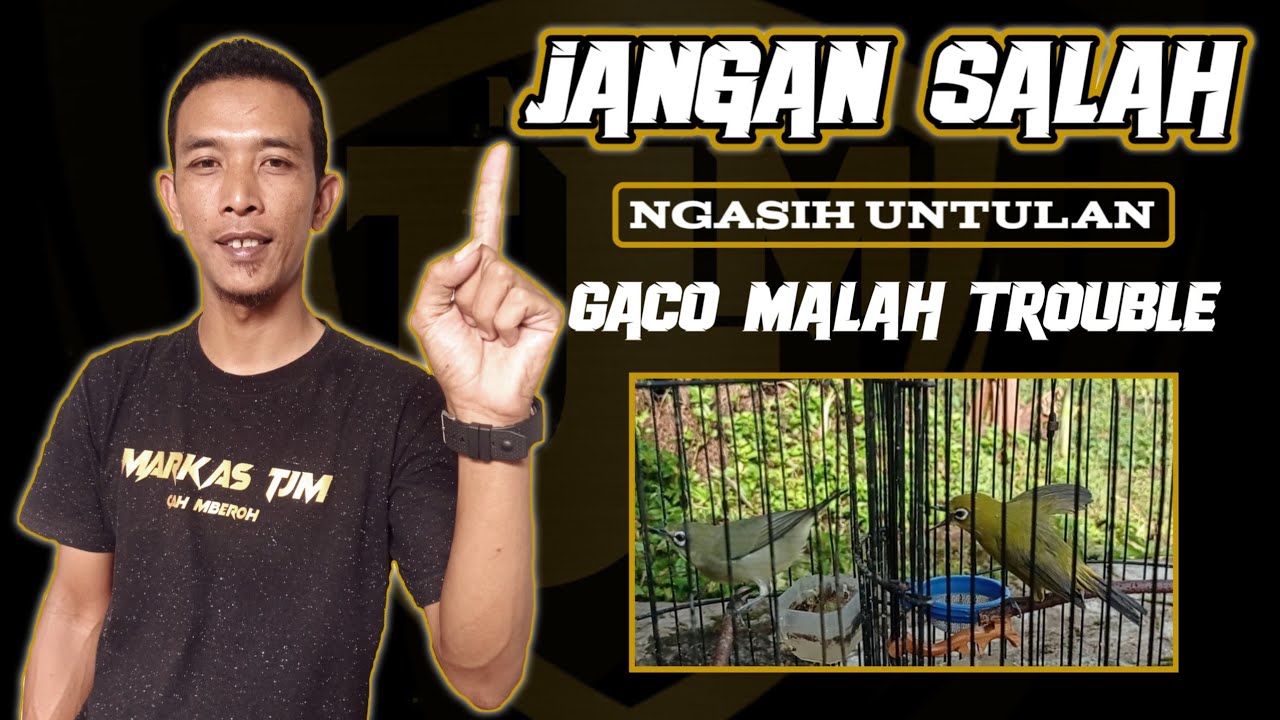 Fungsi Untulan Pleci !! Cara Tepat Dan Benar Kasih Untulan Pleci ...