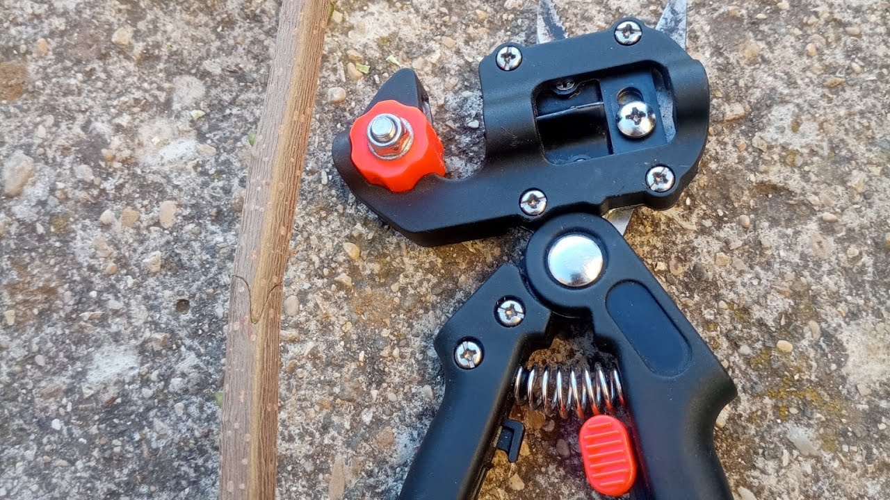 COME FARE UN INNESTO CON LA FORBICE DA INNESTI.......????🤠🤠🤠🌿 - YouTube